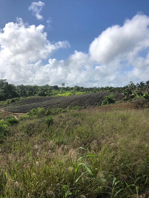 Ortoire – Touchstone Exploration